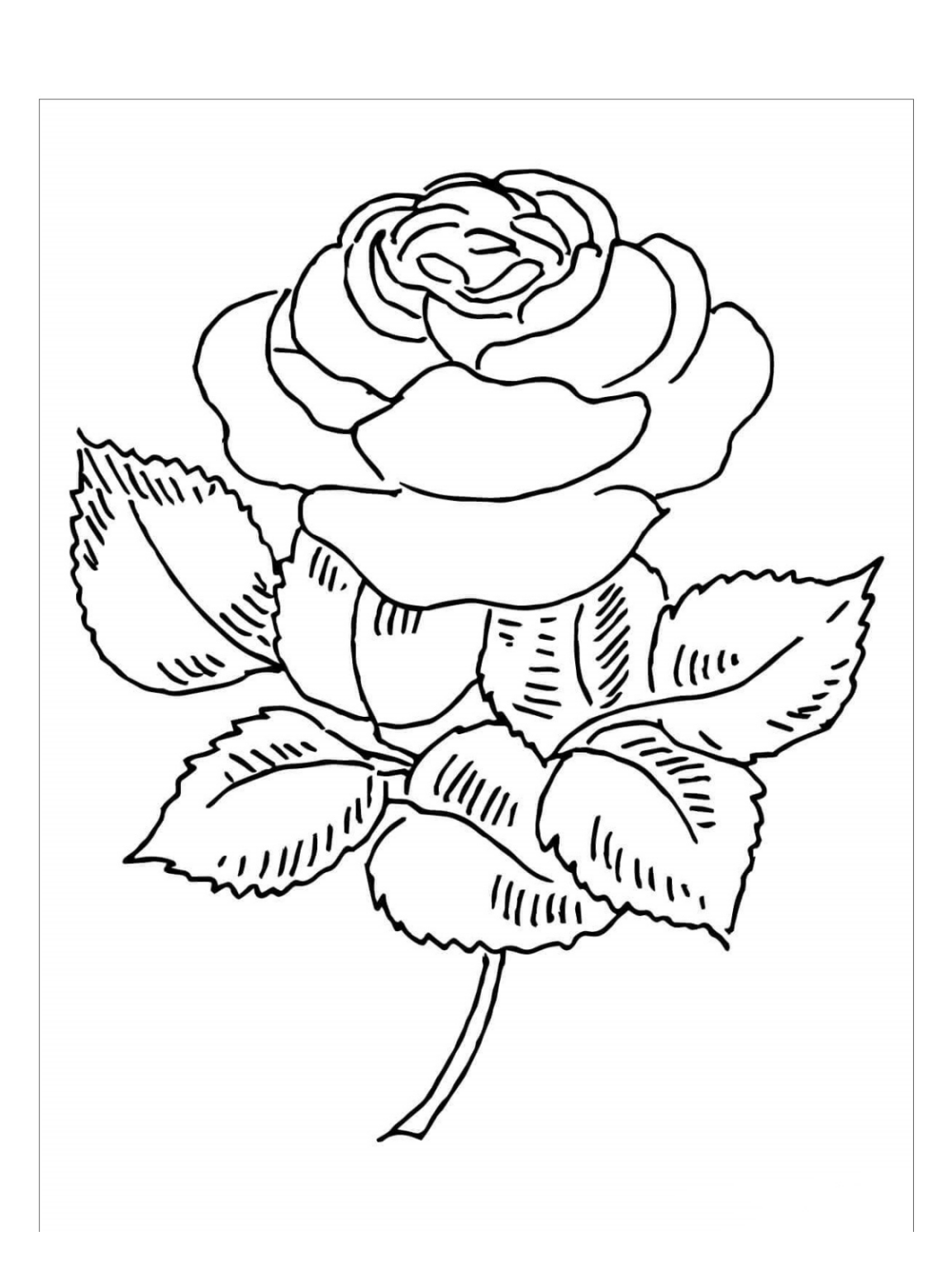 Explore 20+ rose coloring pages 🌹🎨 - Coloringpagesforkids.net