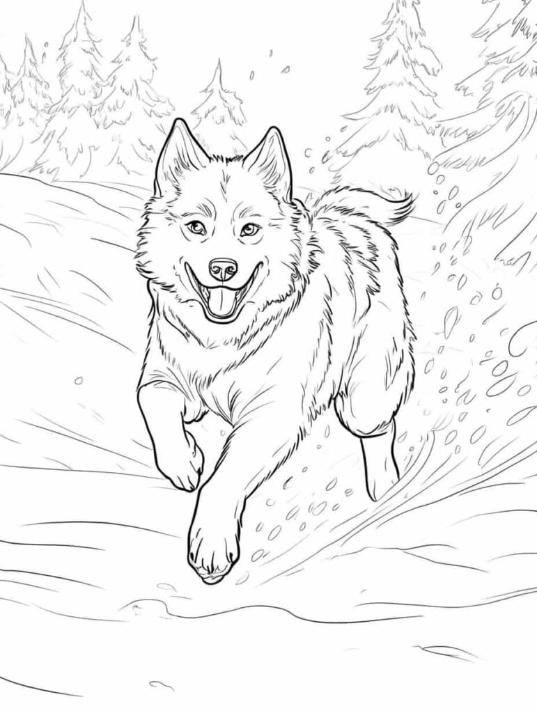 Collection of 30+ printable husky coloring pages - Coloringpagesforkids.net