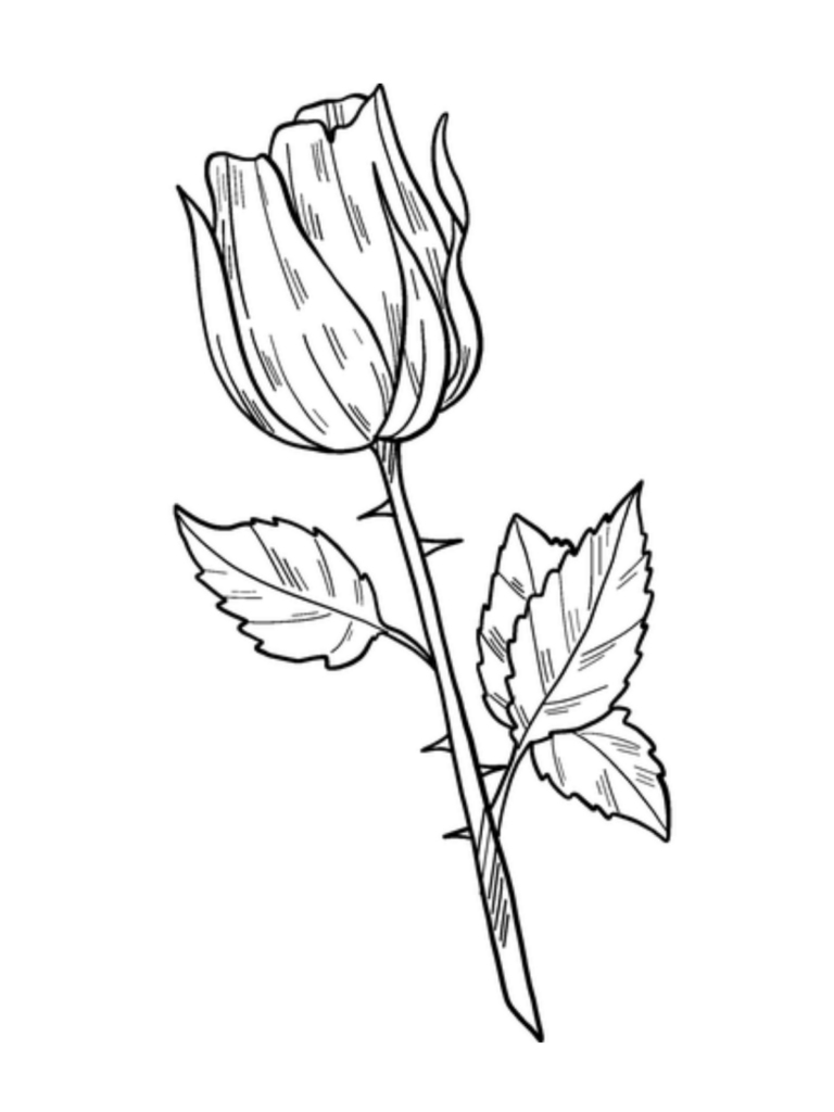 Explore 20+ rose coloring pages 🌹🎨 - Coloringpagesforkids.net